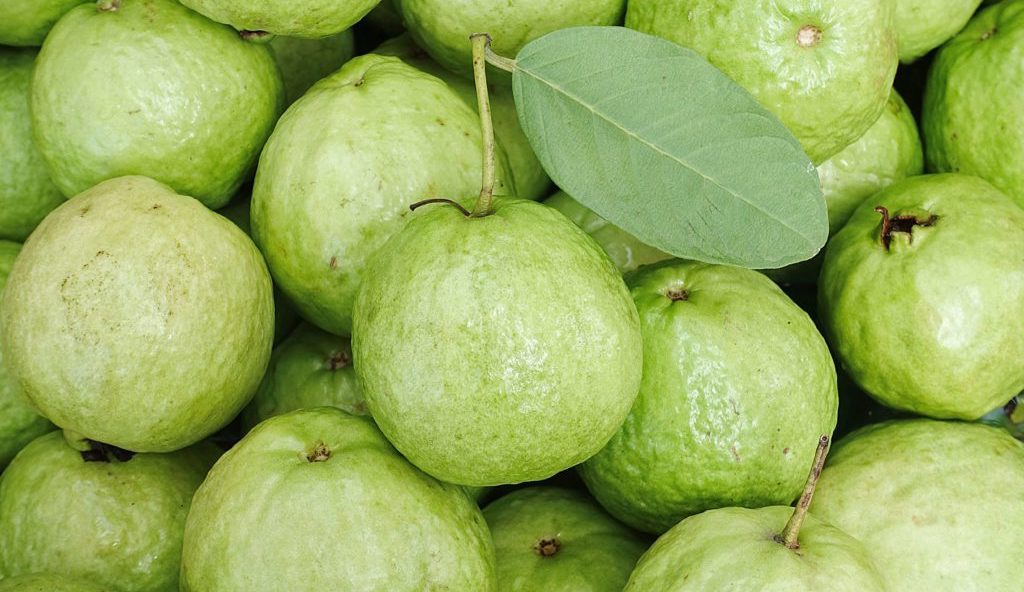 10 Most Commonly Asked Questions About Guava & Their Answers - Aahaar ...