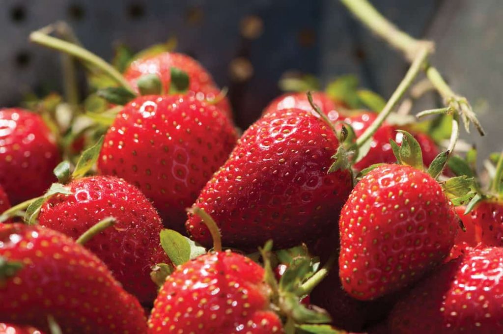 Strawberry- A Fruit Loaded with Nutrition - Aahaar Expert