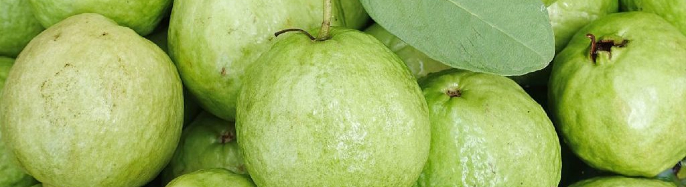 10 Most Commonly Asked Questions About Guava & Their Answers – Aahaar ...