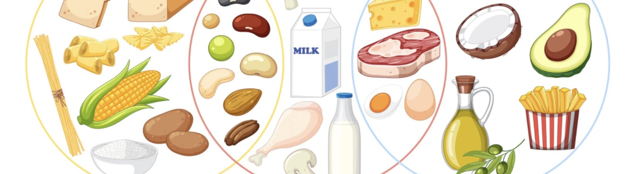Protein, Fiber & Fats: The Real Formula for Healthy Weight Loss ...